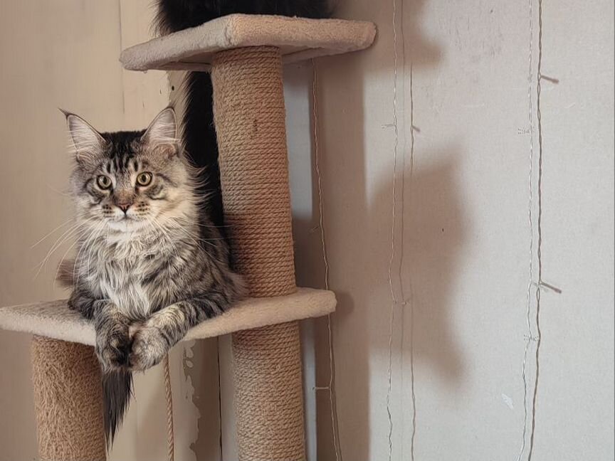 Котята мейн-кун