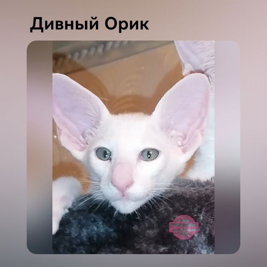 Ориентальные котята