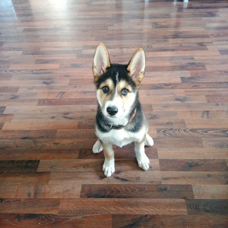 Собака в добрые руки щенок