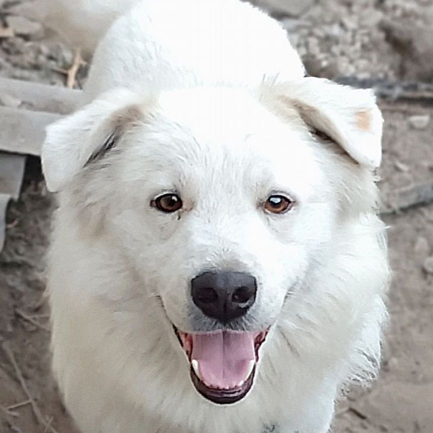 Шикарный пёс остро нуждается в доме