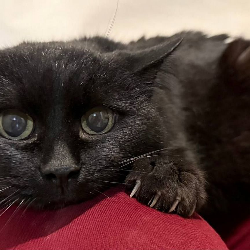 Отдам кота в добрые руки