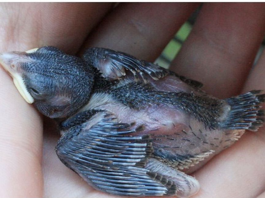 Птенец воробья или синицы. Выхаживание