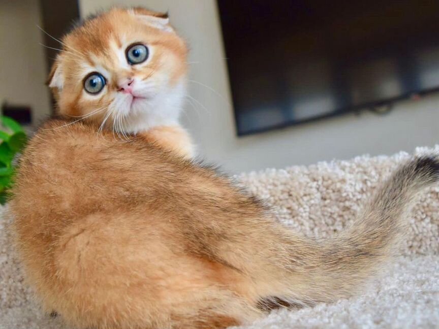 Шотландские вислоухие