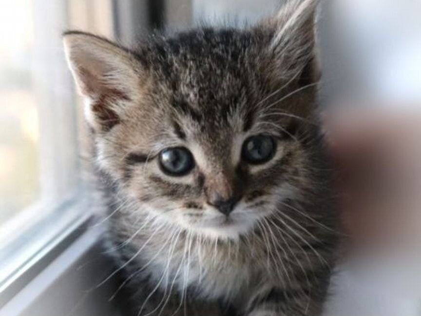 Котенок Шпинатик в добрые руки