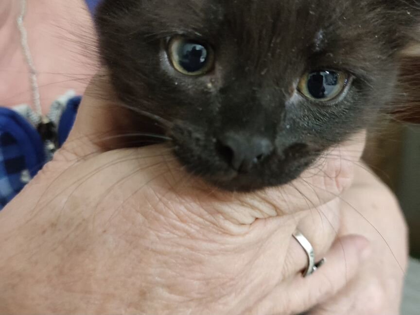 Котята в добрые руки за шоколадку