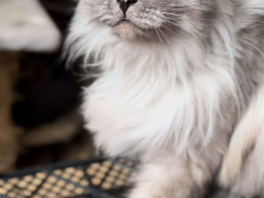 Кошка Фея (Приют Пушистики)