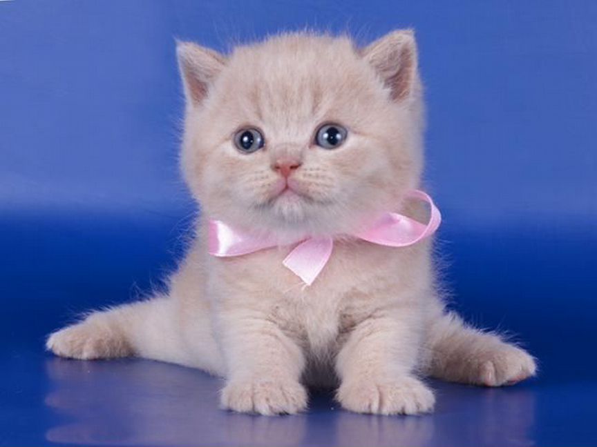 Британские котята лилового окраса