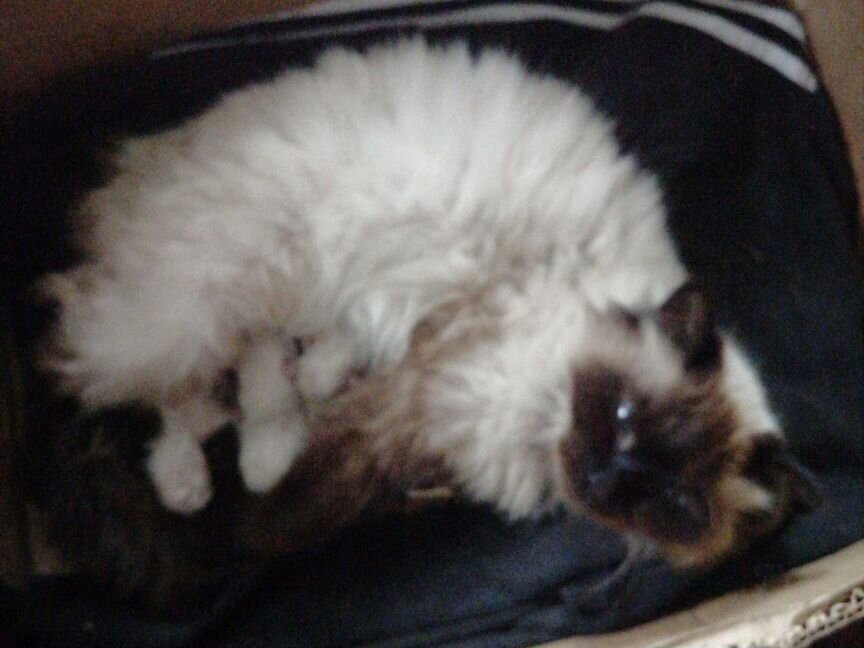 Сиамские котята