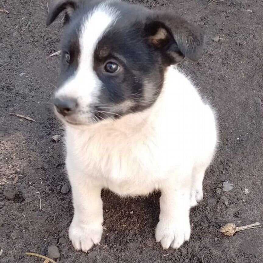 Щенок в добрые руки