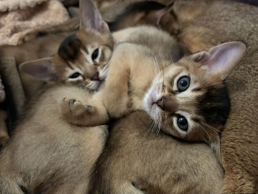 Абиссинские котята