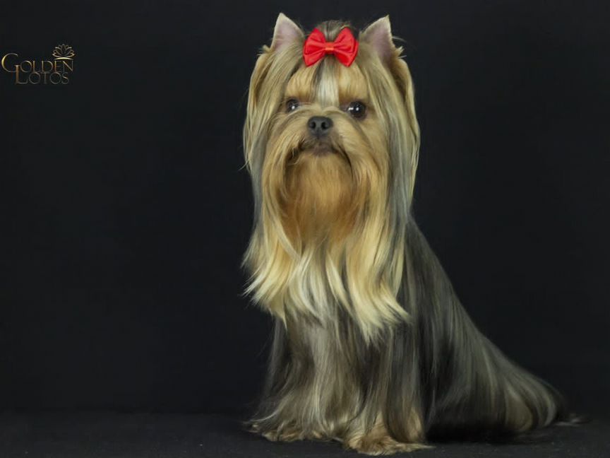 Йоркширский терьер