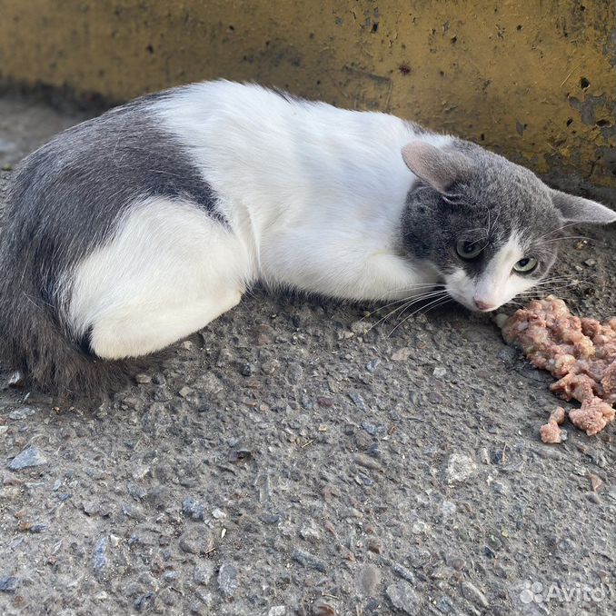 Чей котик потерялся