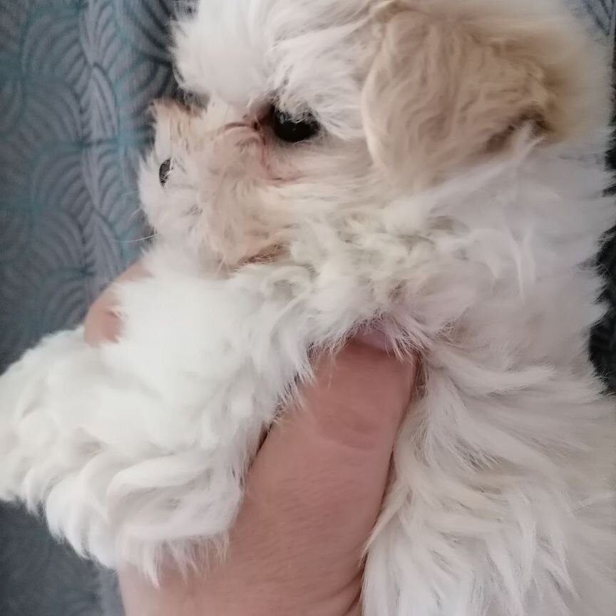 Плюшевый мальтипу