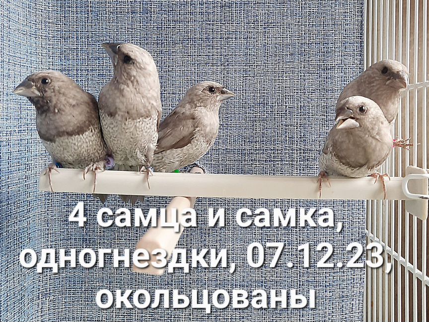 Японские амадины