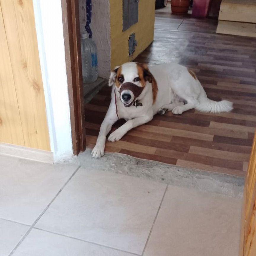 Отдам в добрые руки