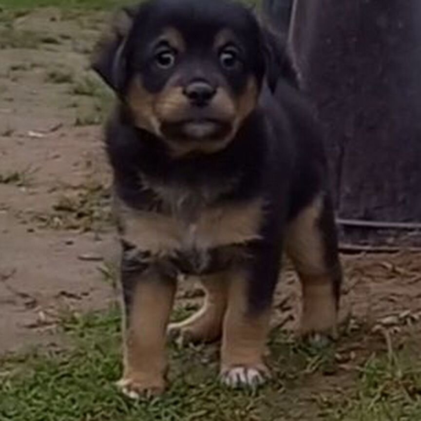 Щенок от маленькой собачки