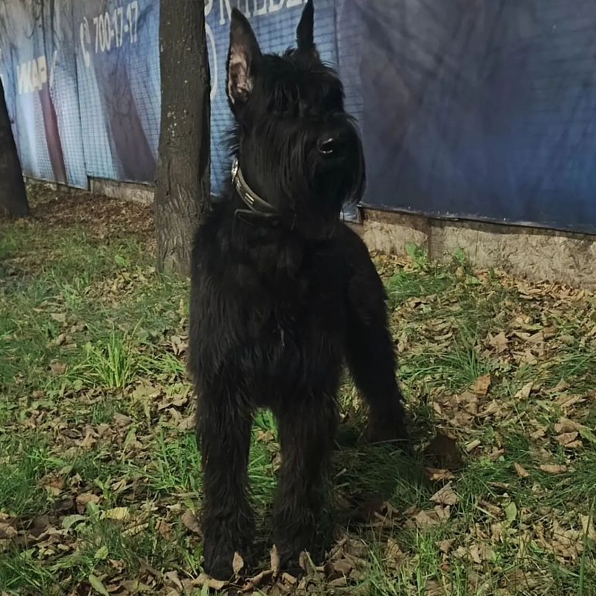 Ризеншнауцер, взрослая собака