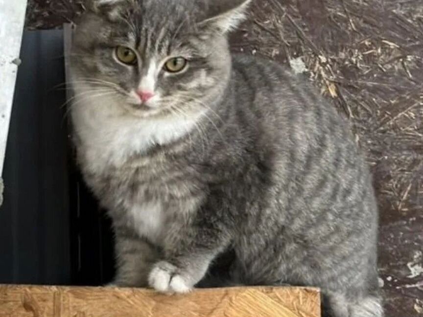 Котенок в добрые руки бесплатно