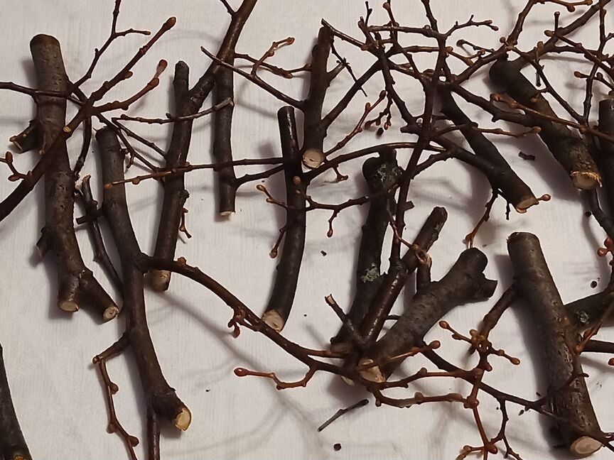 Липовые ветки с почками свежие для грызунов