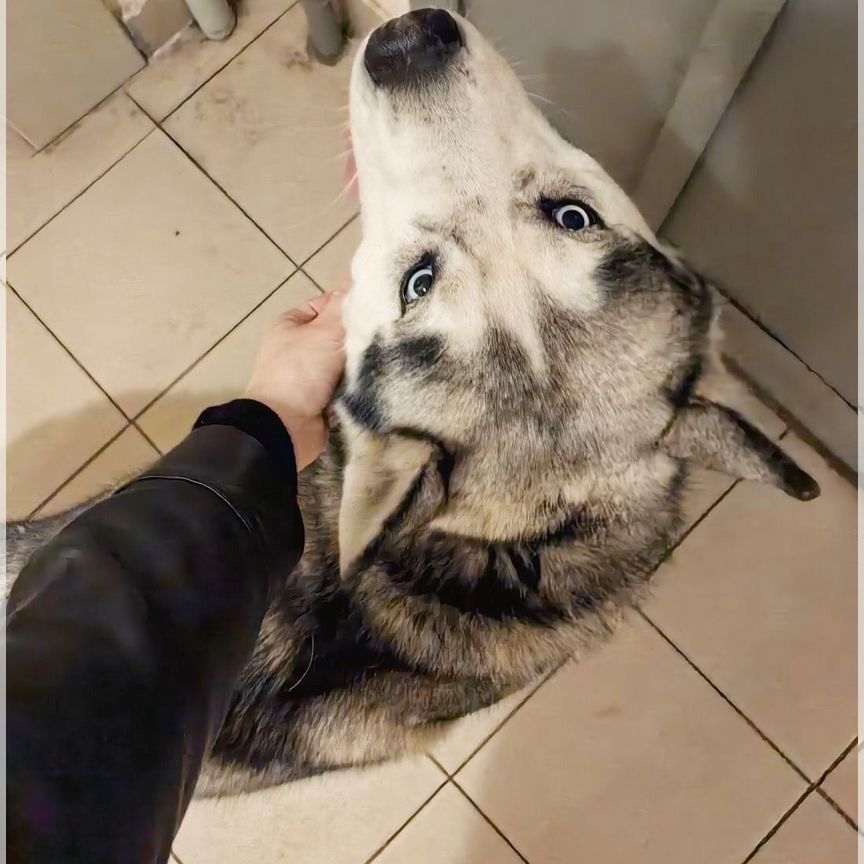 Сибирский хаски кто потерял