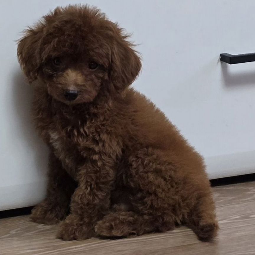 Той-пудель, щенок