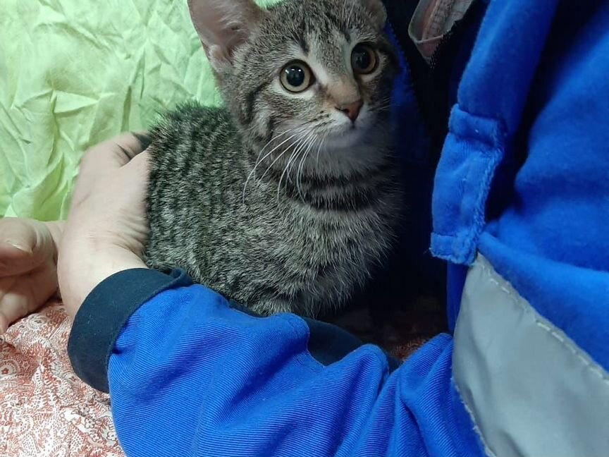 Котенок-девочка 2,5 мес в поисках семьи