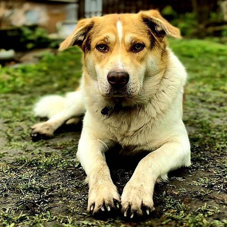 Взрослый пёс в добрые руки