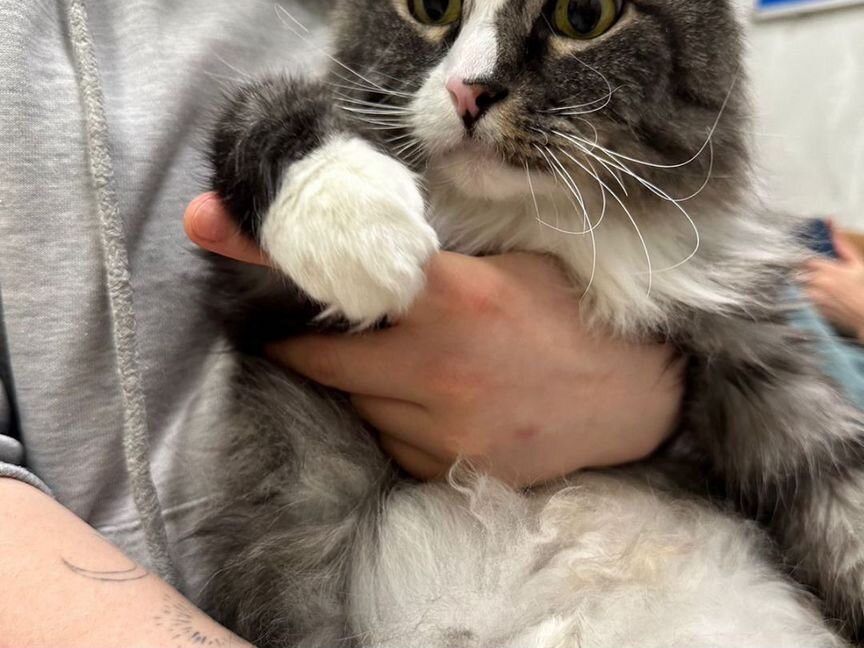 Котик самый добрый