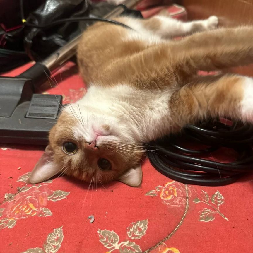 Взрослая кошка в добрые руки