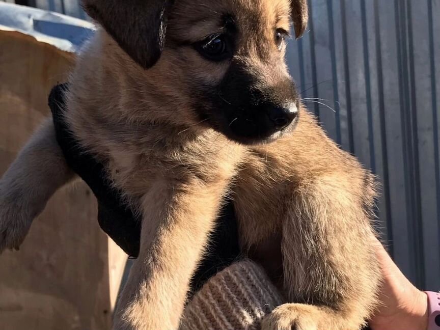 Маленькая собака