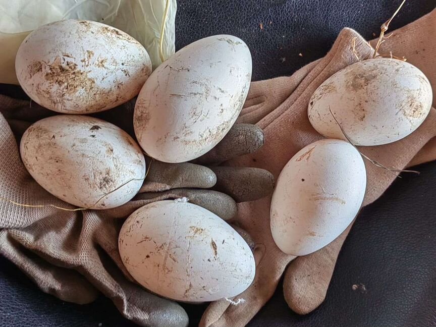 Инкубационное яйцо гусиное