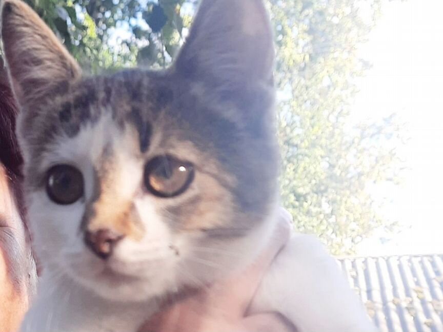 Котенок в хорошие руки
