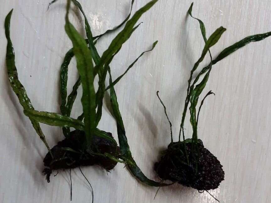 Трава для аквариума