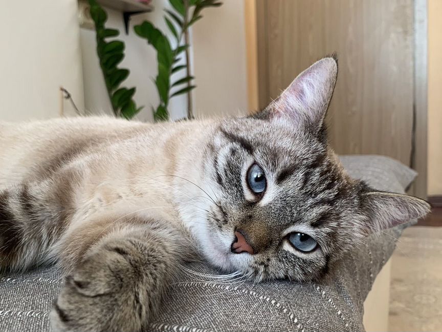 Кошечка Ася