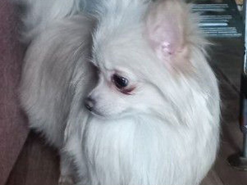 Померанский шпиц мини