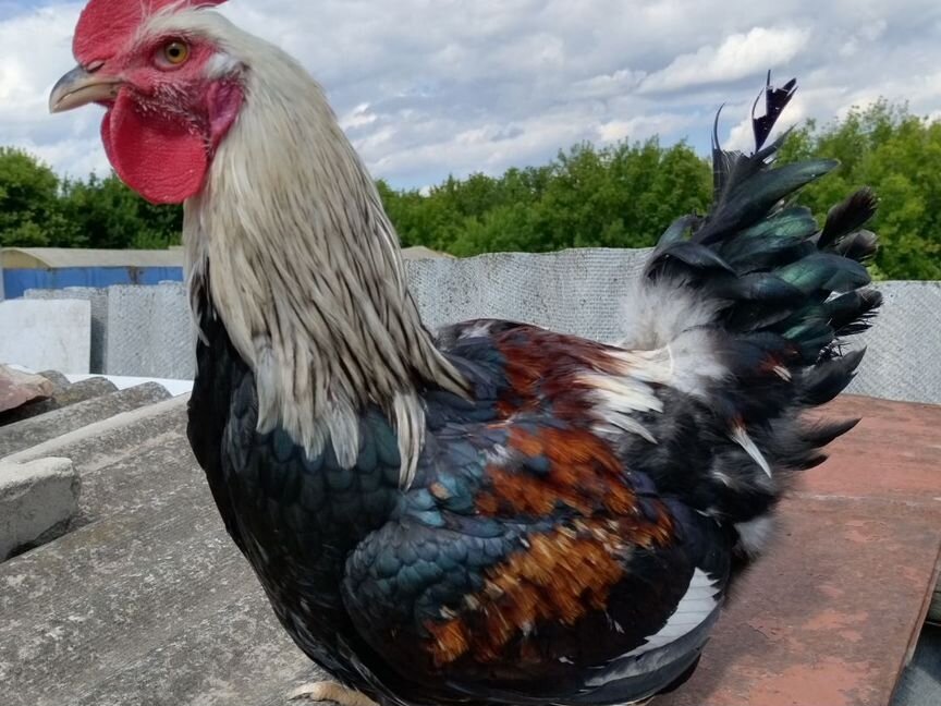 Молодые петухи