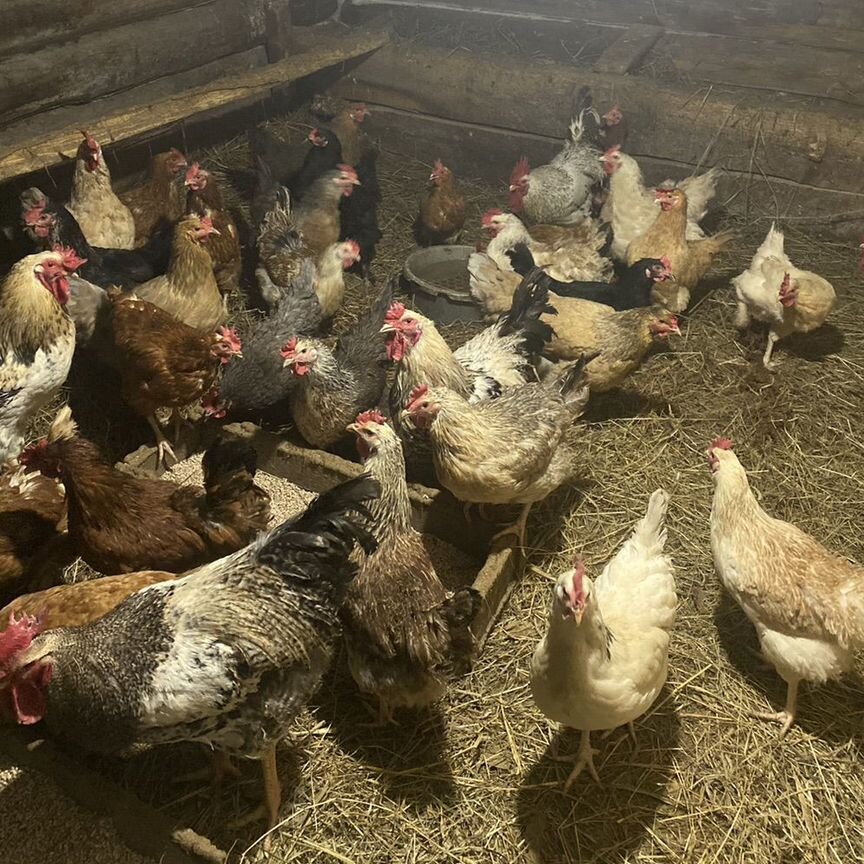 Кры несушки