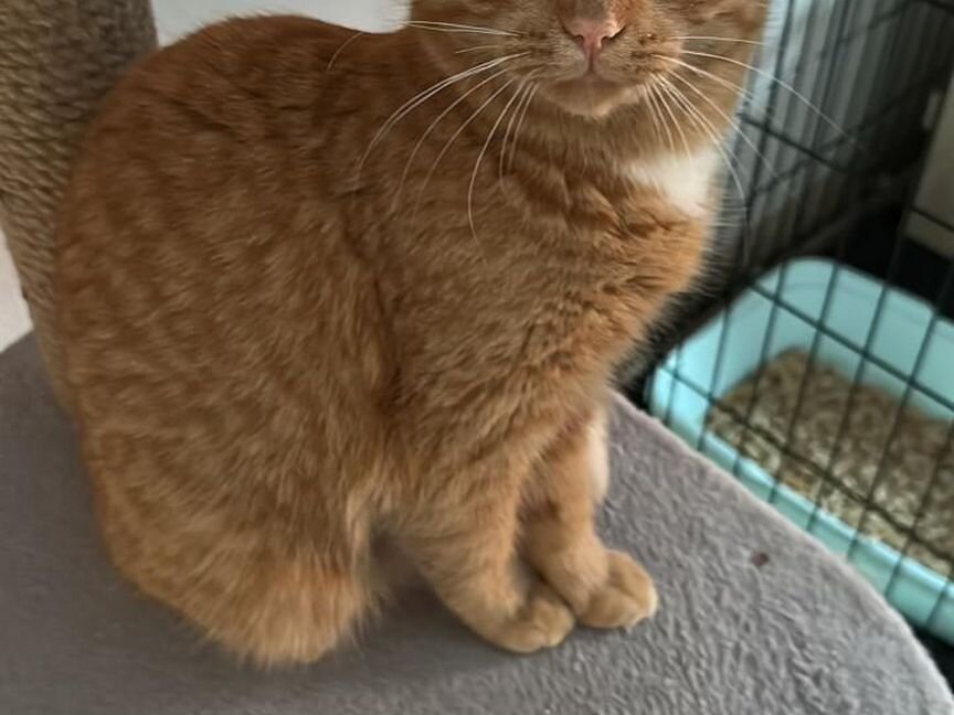 Кошка