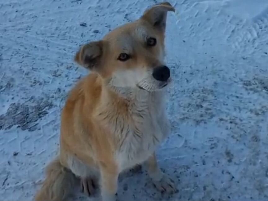 Собака в добрые руки маленькая порода