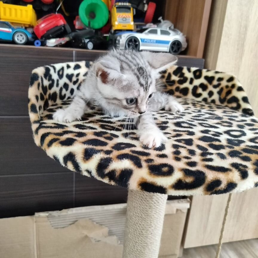 Бенгальские котята в добрые руки