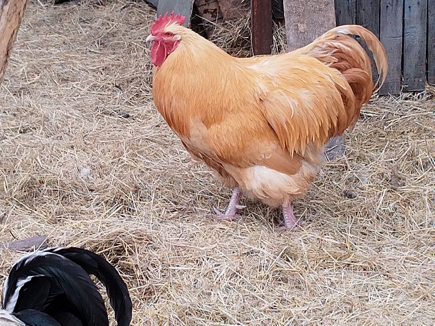 Петух орпингтон