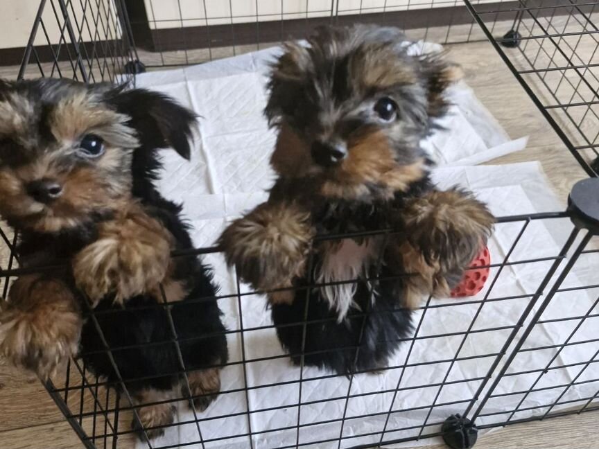 Продам щенков йоркширский терьер