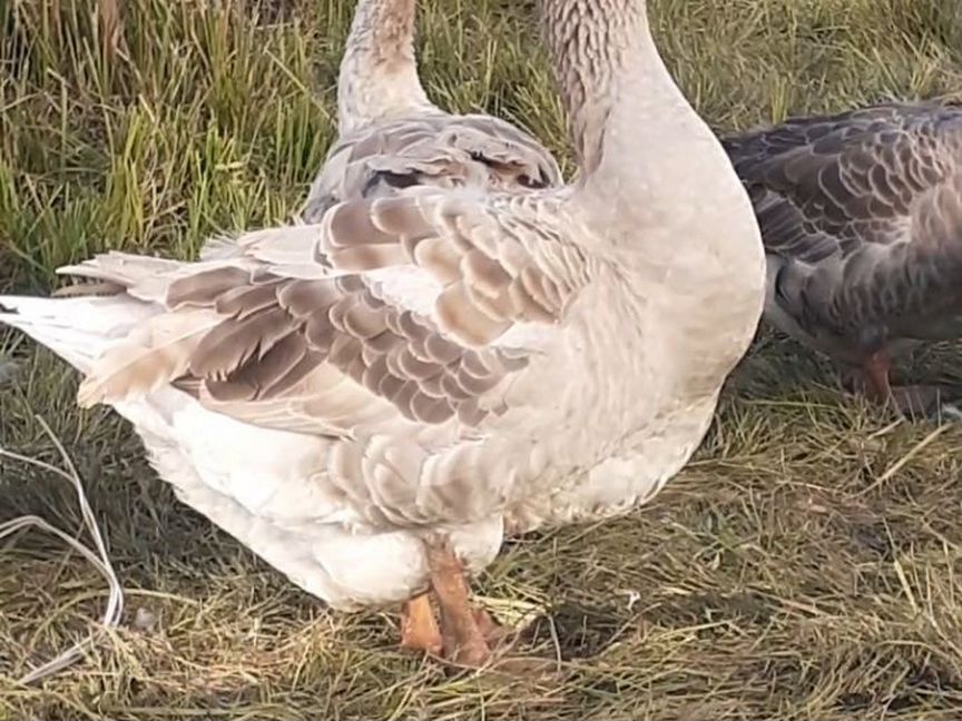 Тулузкие гуси