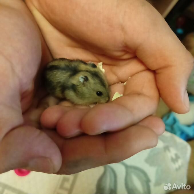 Джунгарский хомяк маленький
