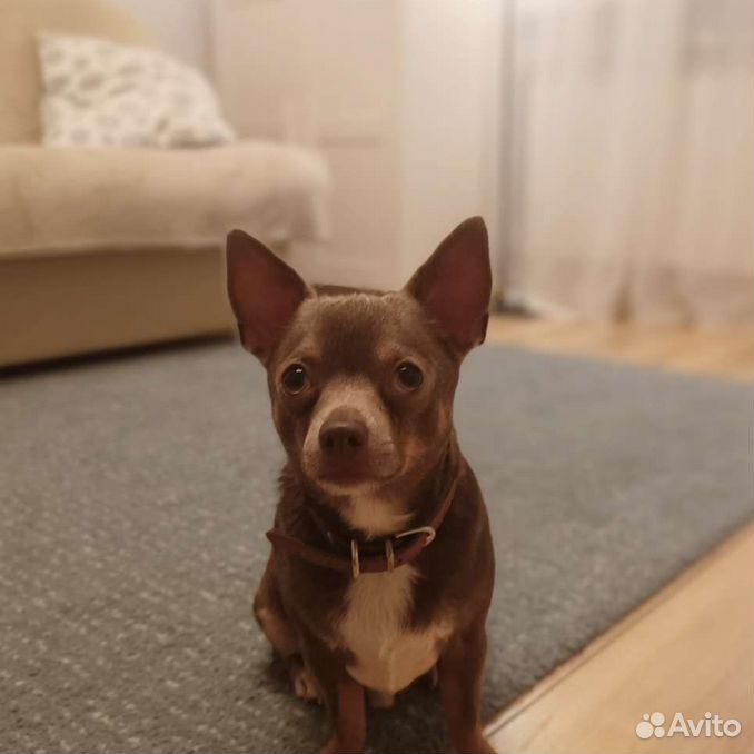 Тойтерьер в добрые руки