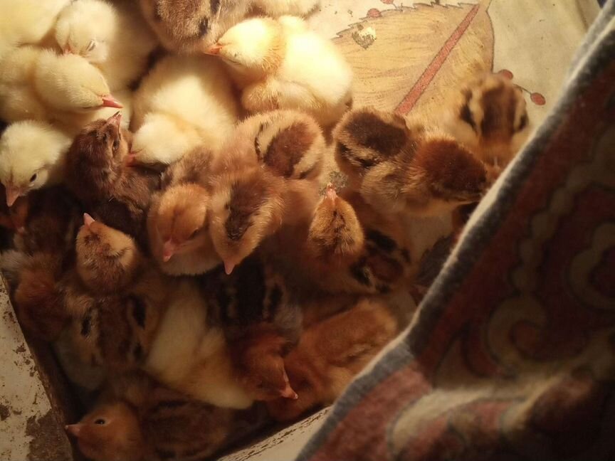 Утята и цыплята