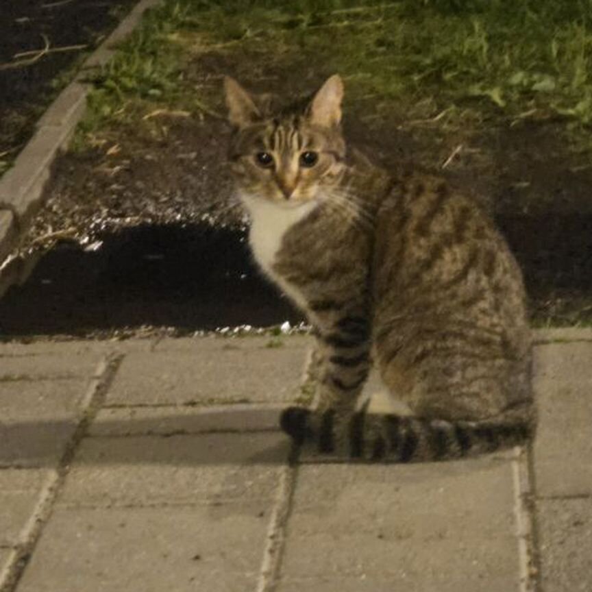 Котёнок в добрые руки