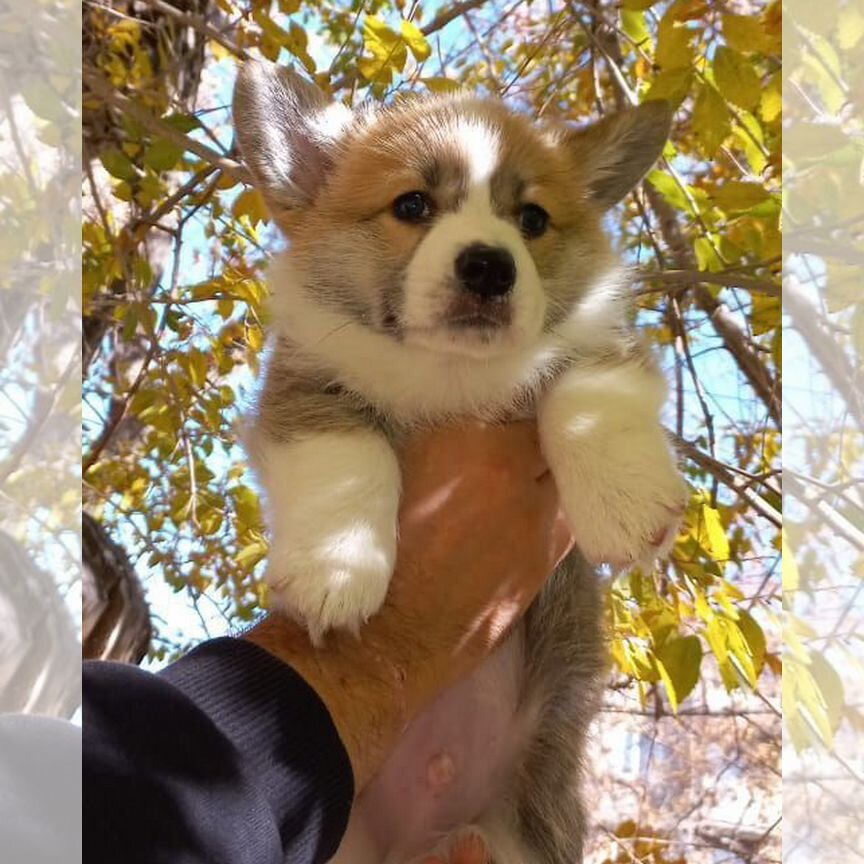 Щенки вельш-корги пемброк