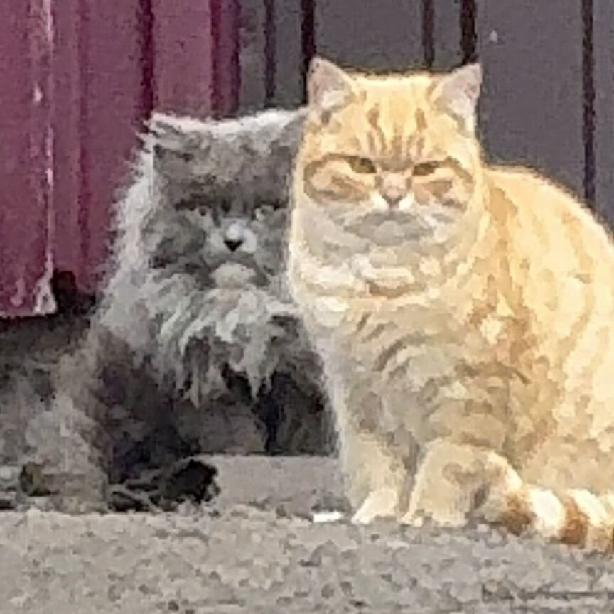 Котята 4 месяца в добрые руки бесплатно