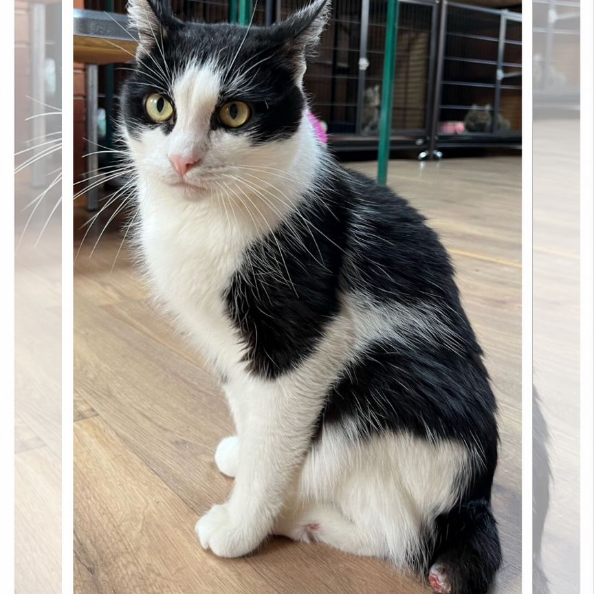 Взрослый кот в добрые руки